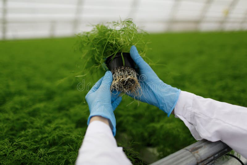Scientist or Tech Holds Liquid Biological Sample in Gloved. Stock Image ...