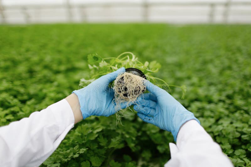 Scientist or Tech Holds Liquid Biological Sample in Gloved. Stock Image ...