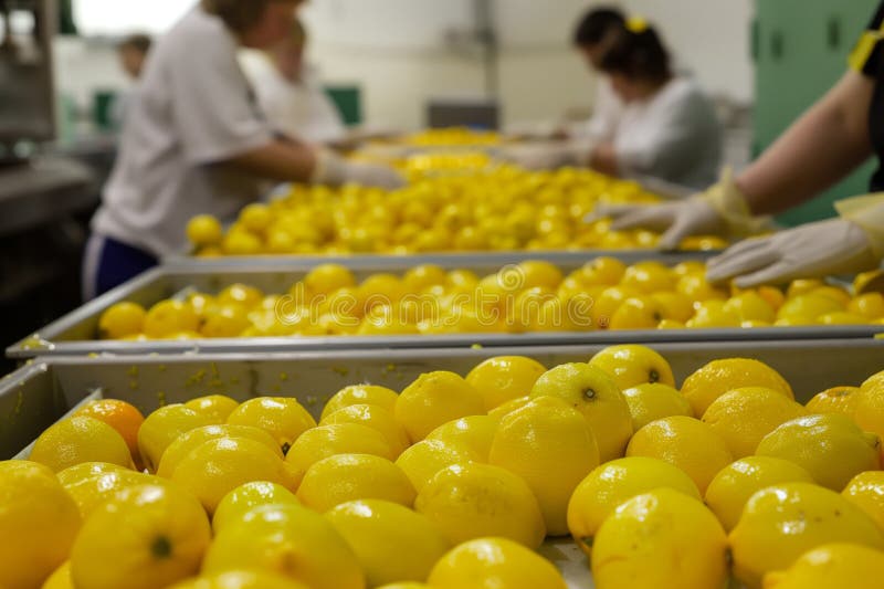 Quality Control Staff Verifying Lemon Sizes Stock Illustration ...