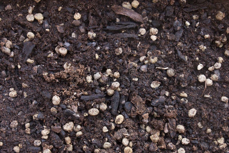 Quality dirt for flowers stock photo. Image of healthy - 119018524