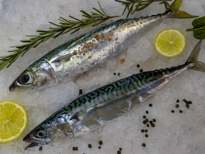 Mackerel is a Great Sea Fish with High Quality and Culinary Value Stock ...