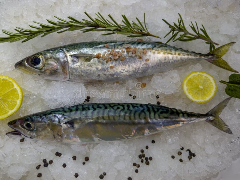 Mackerel is a Great Sea Fish with High Quality and Culinary Value Stock ...