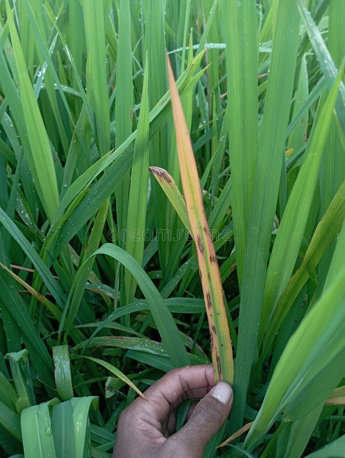 Quality Rice Trees, Cared for Carefully and Diligently Stock Image ...