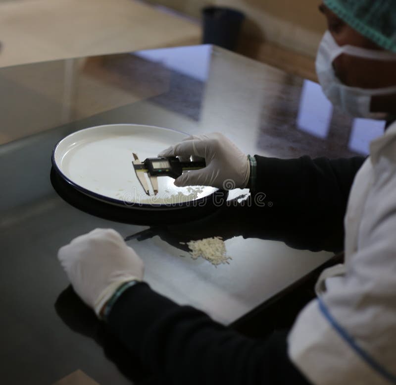 Rice quality test stock image. Image of hand, measuring - 54747021