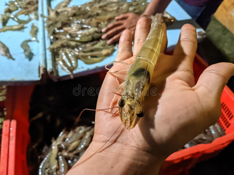 Quality Vannamei Shrimp Photos Stock Photo - Image of flower, seafood ...