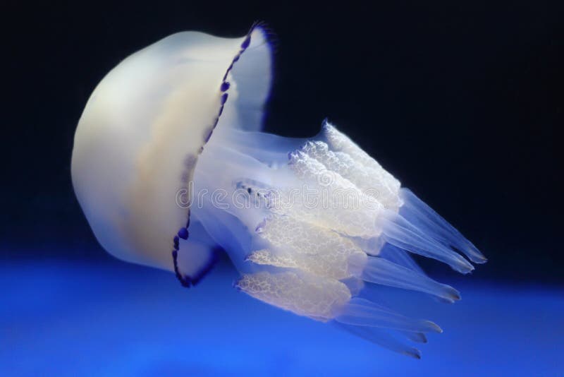Quallen stockfoto. Bild von schwarzes, wasser, blau, quallen - 20419712