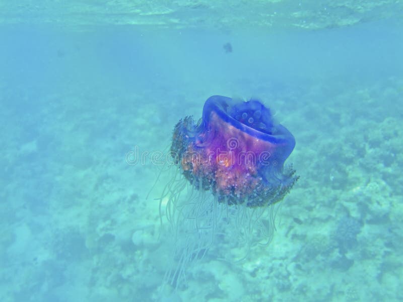 Quallen im Roten Meer stockbild. Bild von raub, schwarzes - 13581253