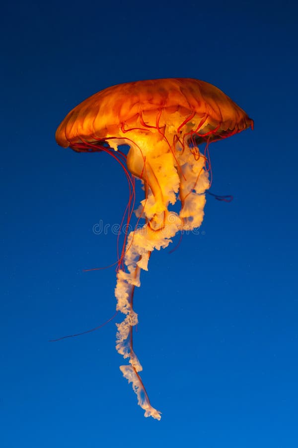 Lebenszyklus Von Quallen Von Den Eiern Zur Larve, Zum Polypen, Zu ...