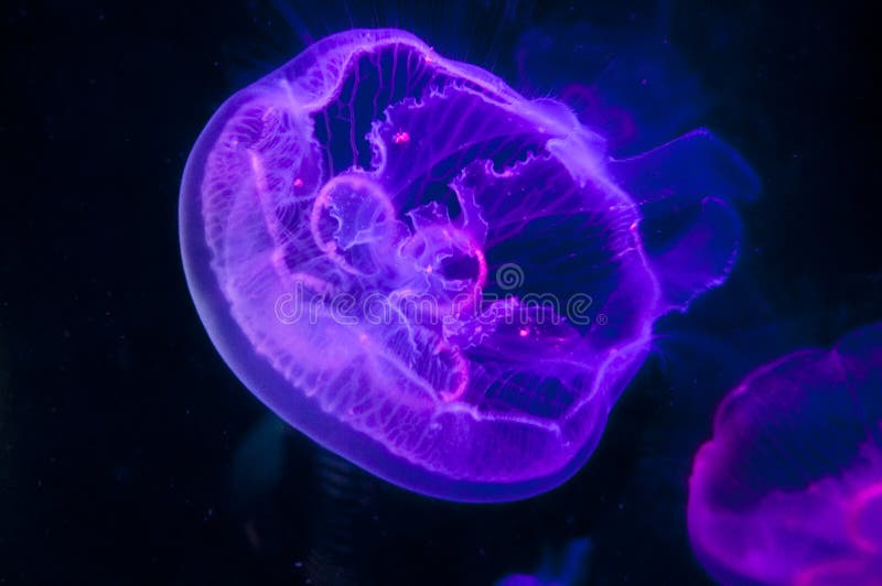 Quallen stockbild. Bild von tauchen, form, meduse, glühen - 24541767