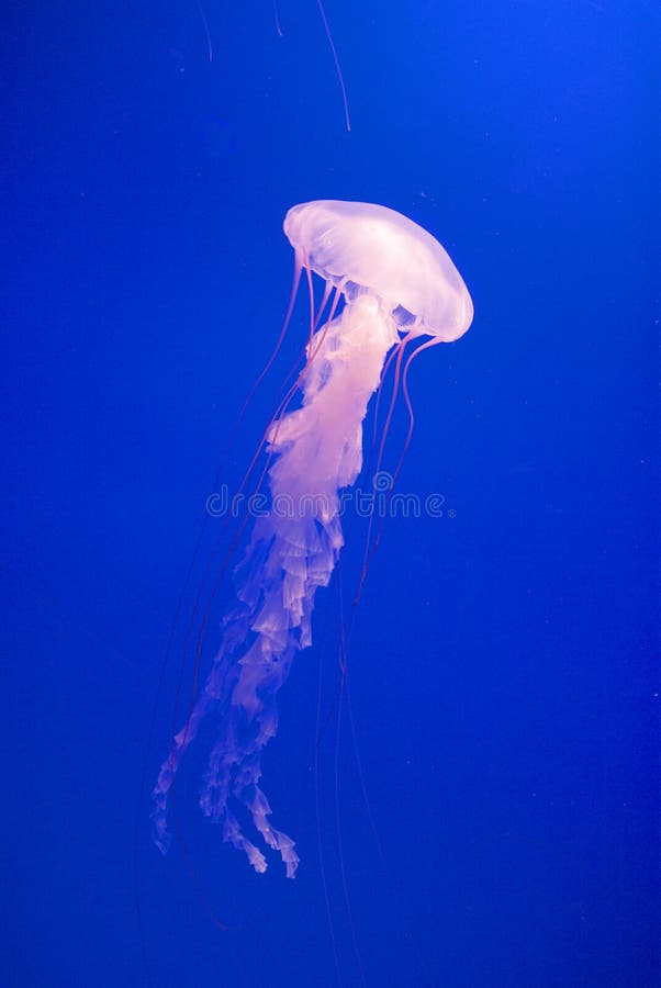 Quallen stockfoto. Bild von nave, quallen, leben, tentakel - 4428988