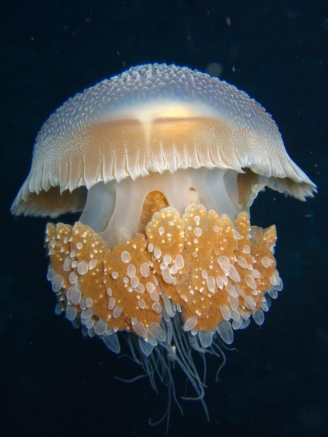 Bunte Quallen stockfoto. Bild von vier, biologie, leben - 9322968