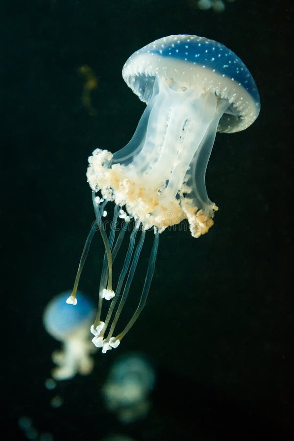Rote Quallen stockbild. Bild von auszug, schwarzes, tiere - 1130683