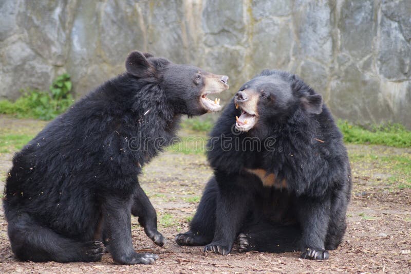 Quarrel stock photo. Image of bears, young, shouting - 113410200