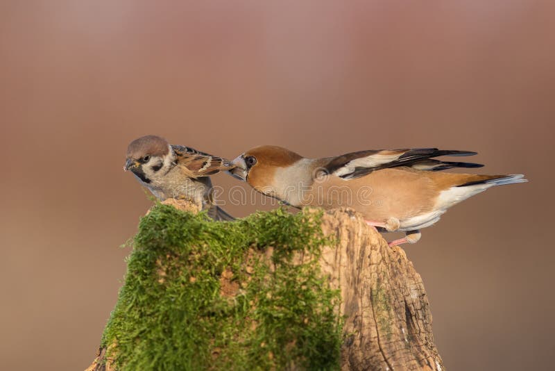Quarreling Animals Stock Photos - Free & Royalty-Free Stock Photos from ...