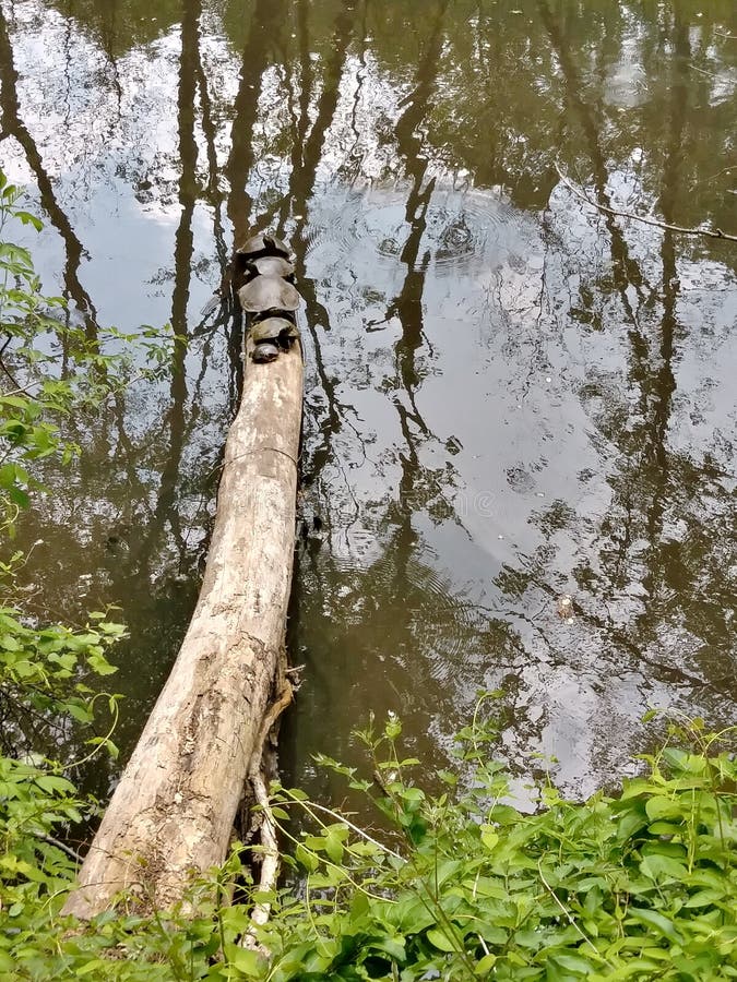 The Quarry stock photo. Image of quarry, turtles, break - 91421696