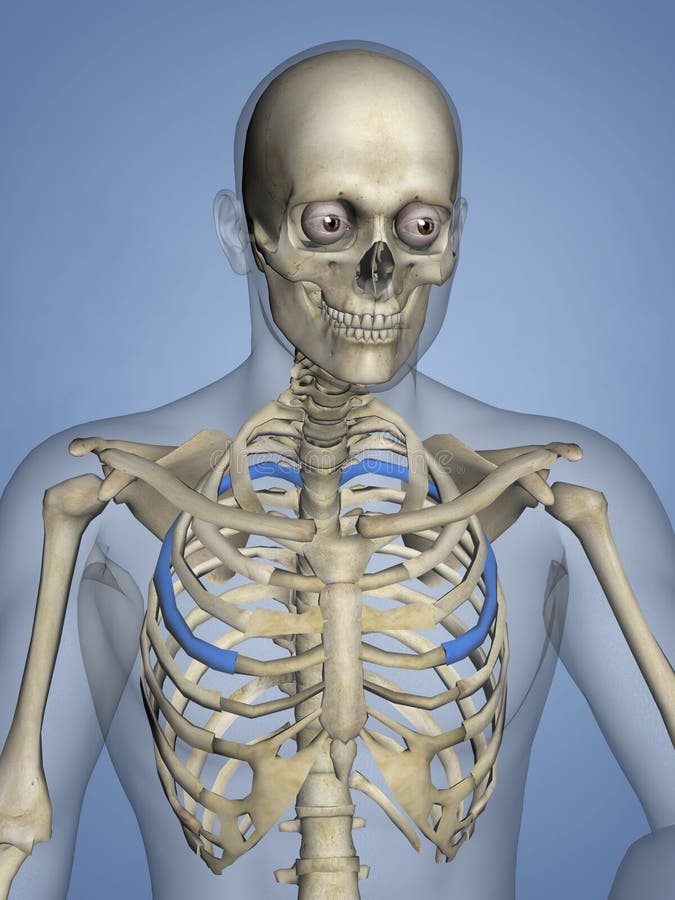 Quarta Costola, Rib Cage, Modello 3D Illustrazione di Stock ...