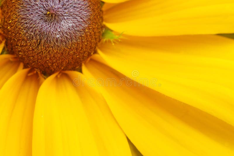 A Quarter of the Big Yellow Flowers As Background Stock Image - Image ...