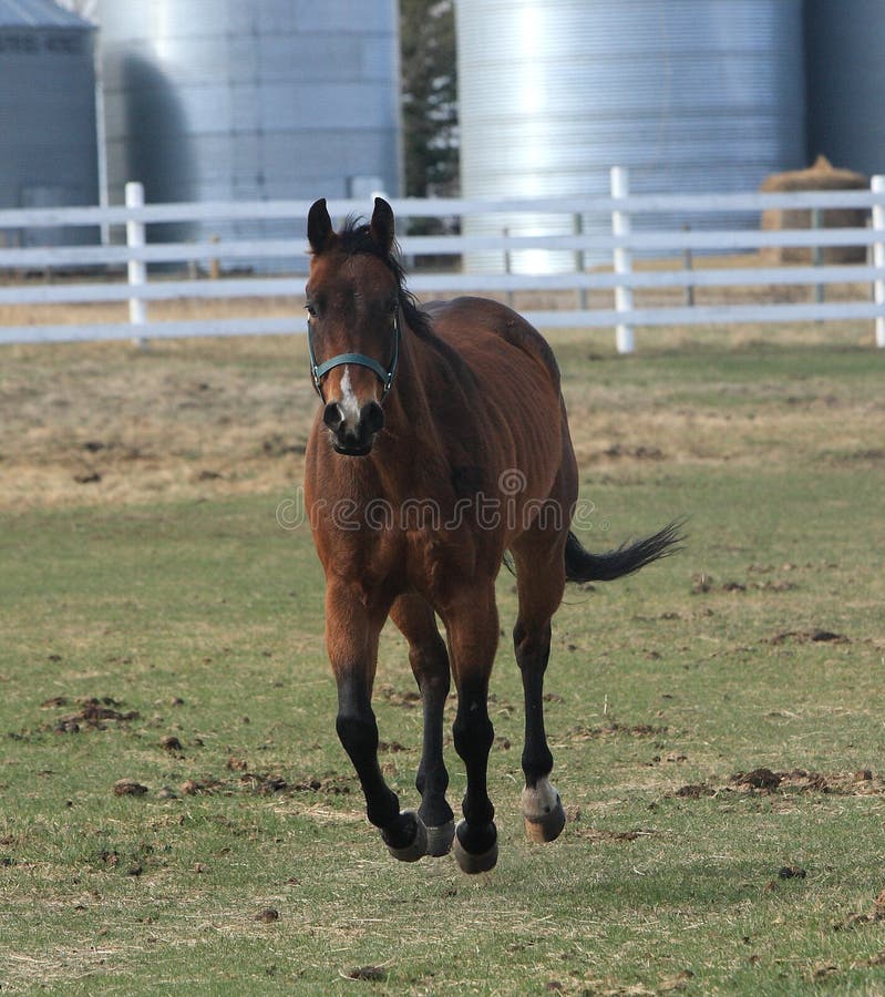 Horses in a Corral stock photo. Image of rolling, mare - 234367114