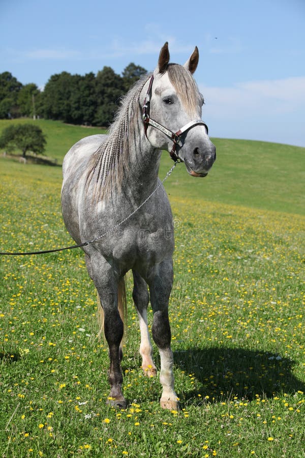 Quarter Horse Stallion Standing in Front of Beautiful Scenery Stock ...