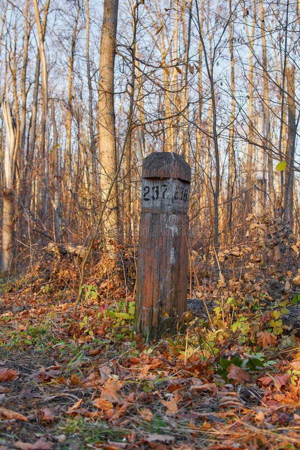 Quarter pillar stock image. Image of fall, forest, poplar - 232320829