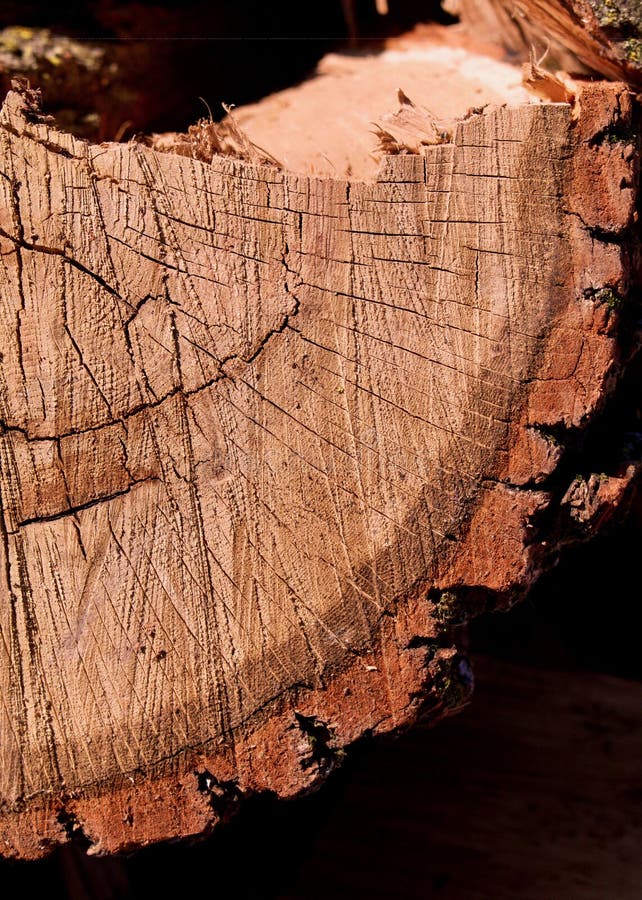 Quarter Section Oak Log stock image. Image of core, stained - 94797709