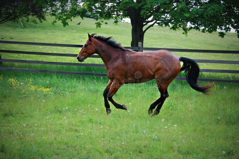 Running colt stock image. Image of playing, brown, colt - 8798641