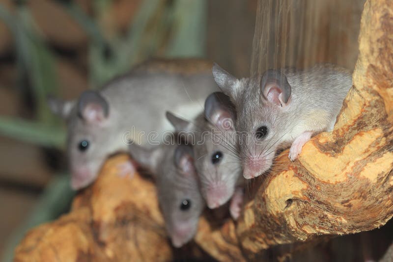 Turkish Spiny Mouse Stock Photos - Free & Royalty-Free Stock Photos ...