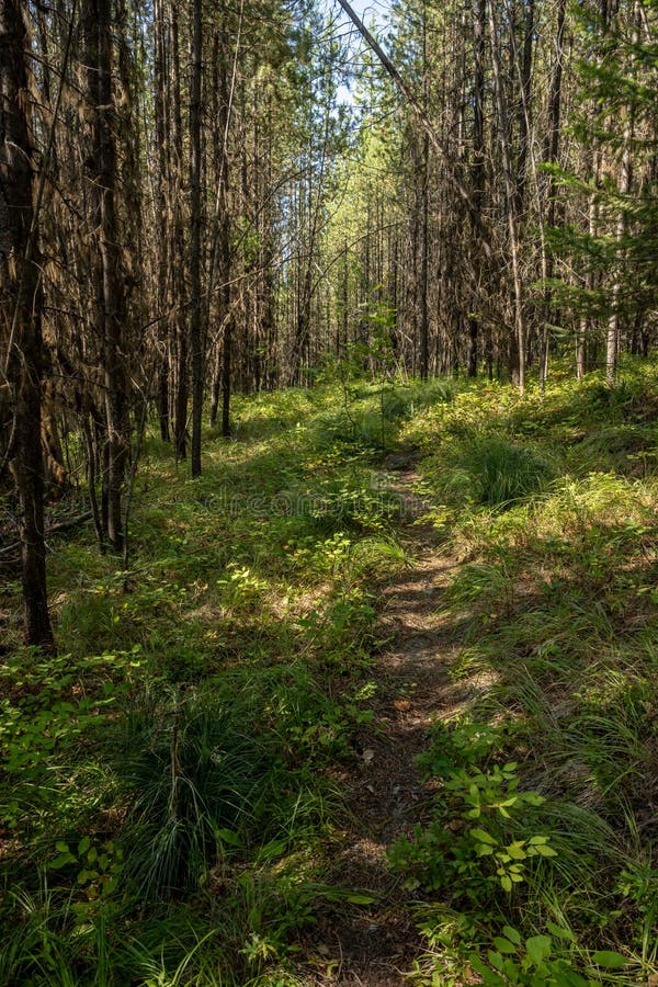 Quartz Creek Trail Cuts through Thick Forest of Young Trees in Northern ...