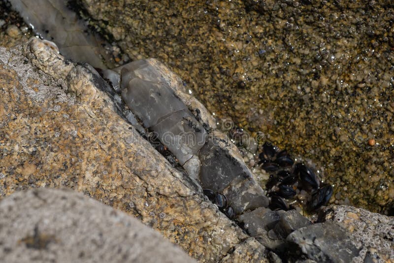 Quartz Stripe Running through Sandstone Rocks on the Beach. Close Up ...