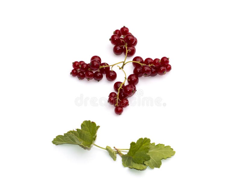 Branches De Currant Rouge Dans L'air Sur Fond Blanc Photo stock - Image ...