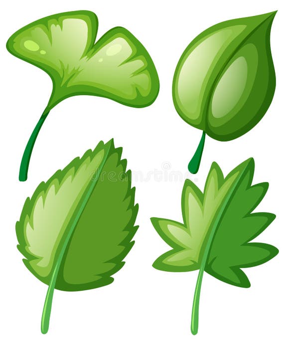 Quatre Genres Différents De Feuilles Illustration de Vecteur ...
