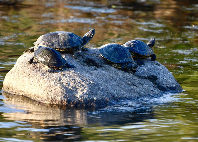 Quatre Tortues Sur Une Roche Photo stock - Image du divers, tôt: 128294694