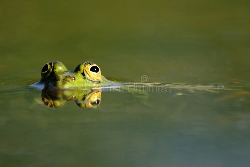 Quatre Yeux De Grenouille Verte Image stock - Image of table, faune ...