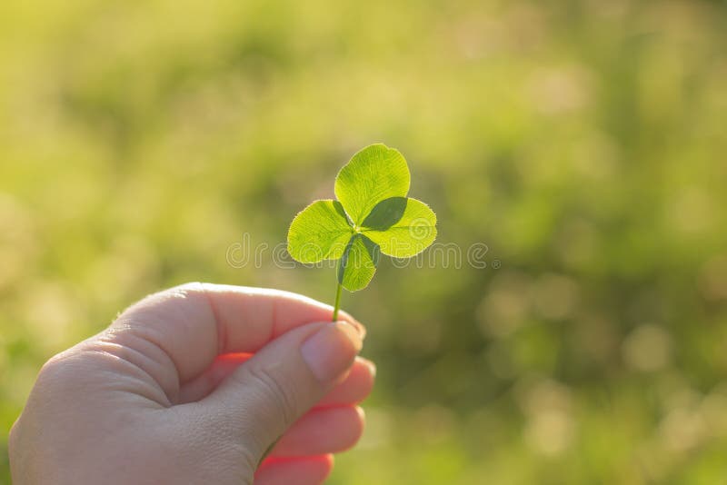 Four-leaf clover in hand stock image. Image of plant - 42620529