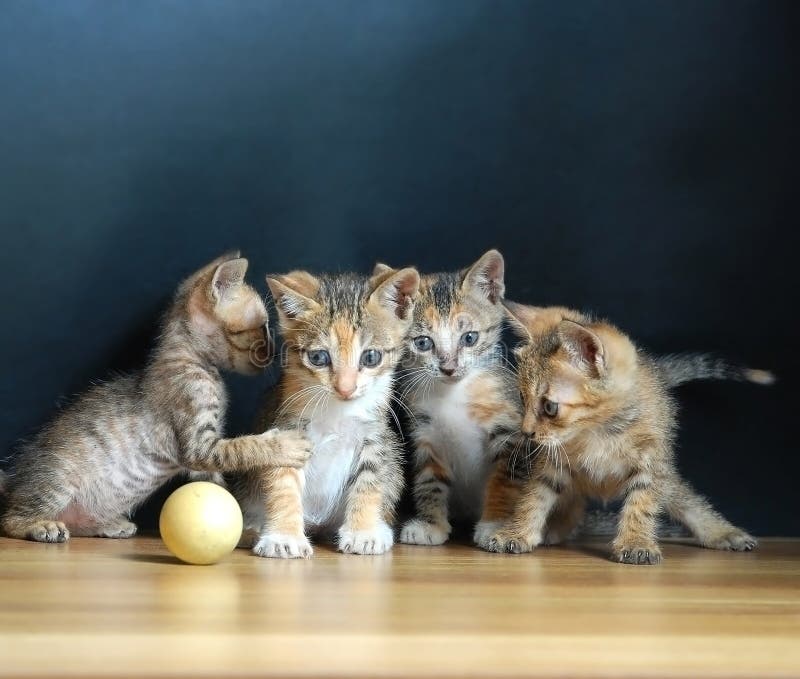 Quatro gatos bonitos foto de stock. Imagem de esquema - 20687192