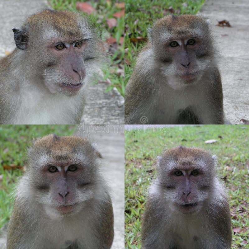 Quatro macacos de macaque imagem de stock. Imagem de comer - 855827