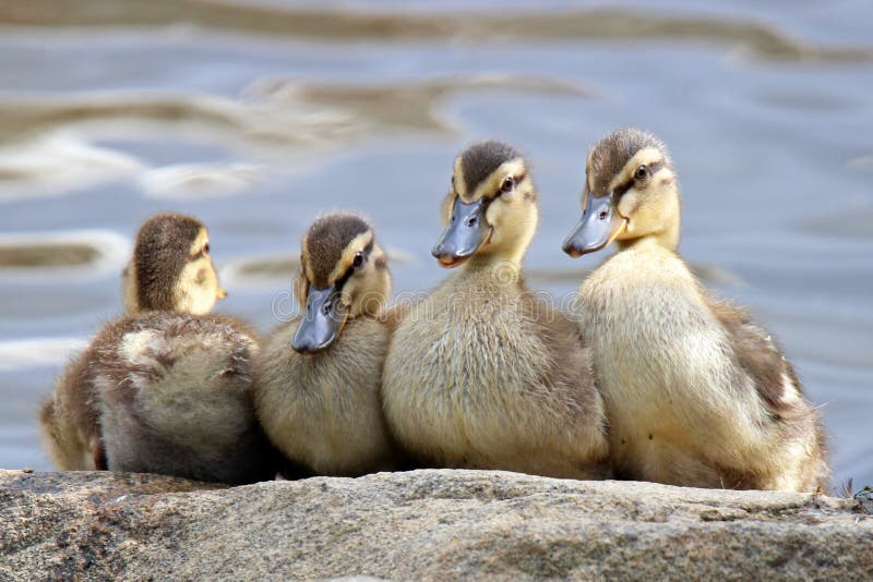 Quatro patinhos pequenos. imagem de stock. Imagem de olhos - 5913753