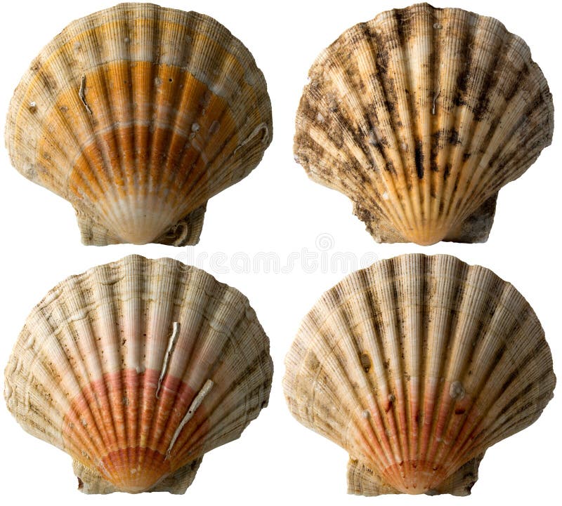 Quatro Shell De Vieira - Veja O Pectinidae - 1 Foto de Stock - Imagem ...
