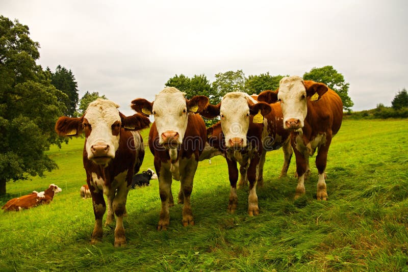 Quatro vacas foto de stock. Imagem de grama, cultivar - 47542368