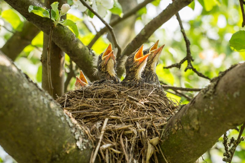 Quattro Pulcini in Un Nido Con I Becchi Gialli Fotografia Stock ...