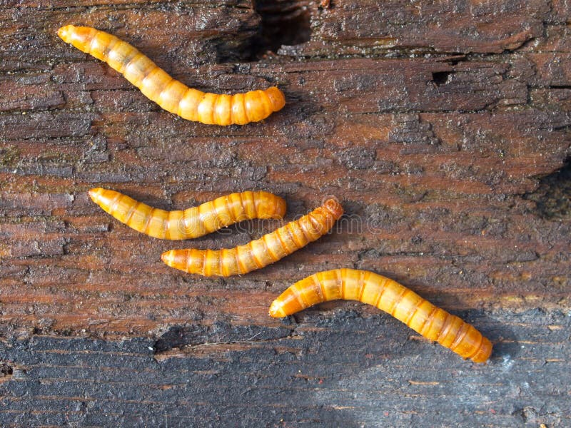 Quattro larve della farina immagine stock. Immagine di rosso - 24788187