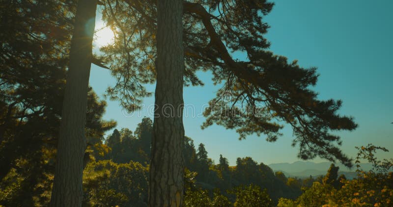 Pinus Strobus, Commonly Called Eastern White Pine in Summer Sunny Day ...