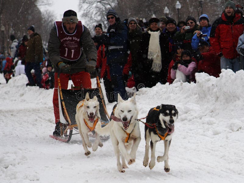 Quebec Carnival: Dog Sled Race Editorial Stock Image - Image of ...