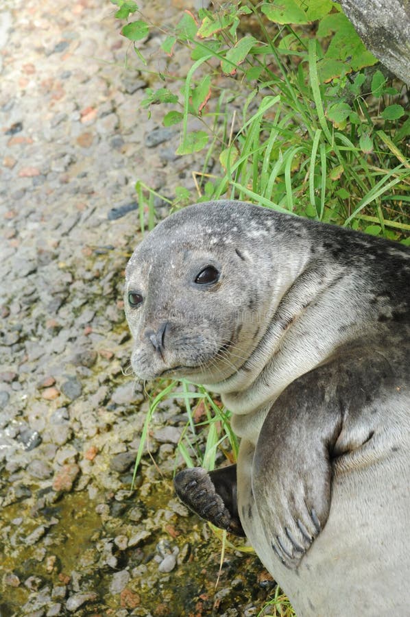 Quebec, True Seal in the Saint Felicien Zoo Stock Image - Image of ...