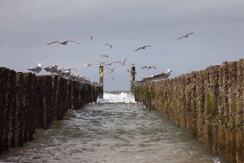 Quebra-mares Com As Gaivotas No Litoral Do Mar Do Norte Foto de Stock ...