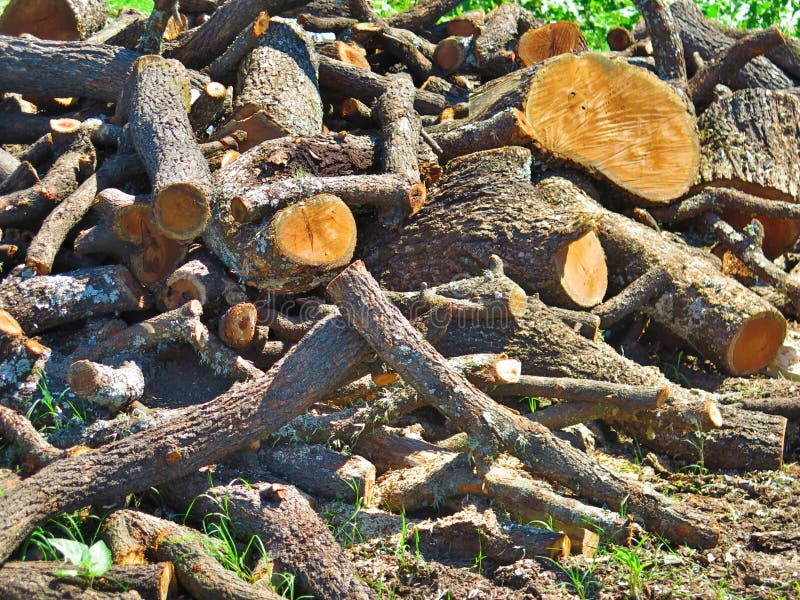 Quebracho stock photo. Image of firewood, material, lumber - 67672010