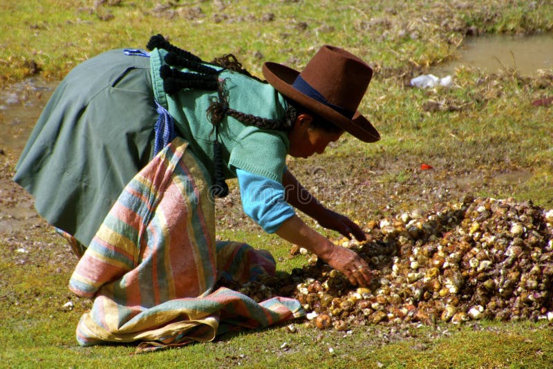 Quechua Kvinna Som Samlar Chunos, Peru Redaktionell Fotografering för ...