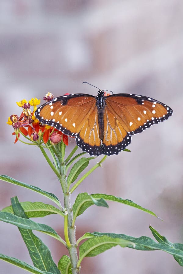 Queen Butterfly with Wings Extended Stock Photo - Image of green ...