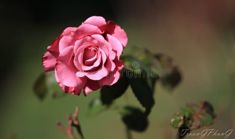 Queen Adelaide rose stock image. Image of finished, autumn - 186527711