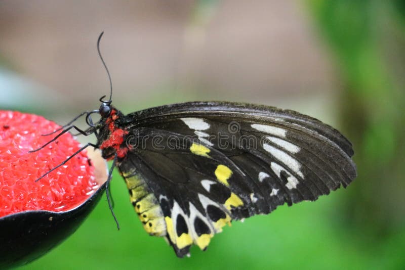 Queen Alexandra S Birdwing Butterfly Stock Image - Image of pollinator ...